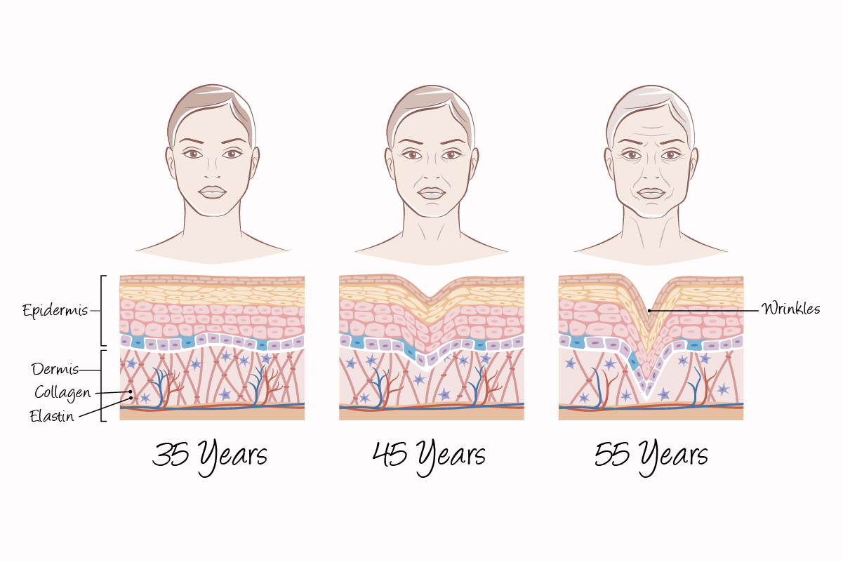The Importance of Collagen - MIVAS aesthetics